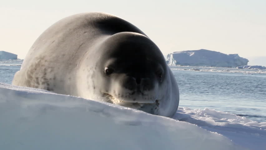 Crying Leopard Seal Float On Stock Footage Video (100% Royalty-free ...