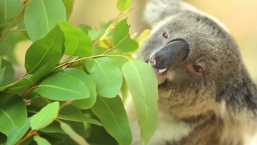 have breakfast koala bear eating eucalyptus Stock Footage Video (100% ...