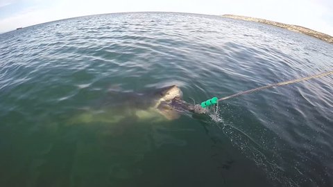 Great White Shark Tries Eat Tuna Stock Footage Video (100% Royalty-free ...