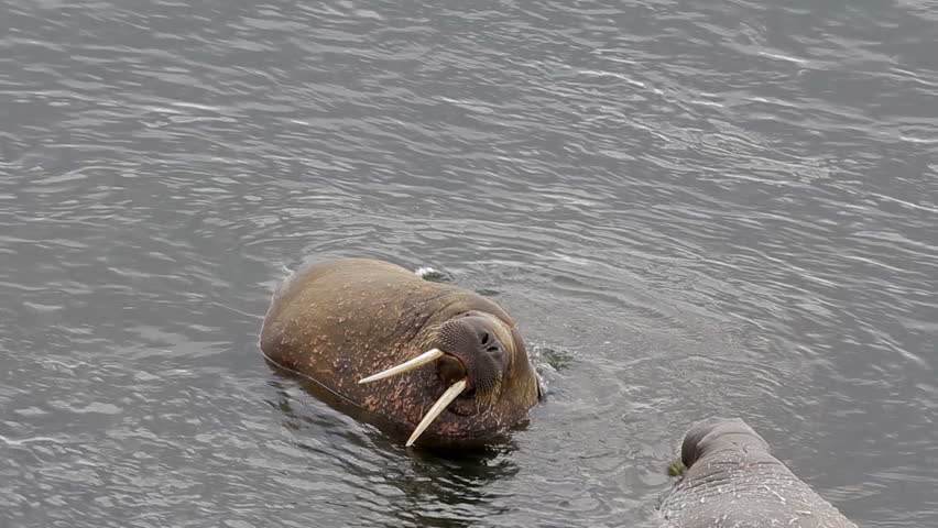 two atlantic walrus state mating barents Stok Videosu (%100 Telifsiz ...