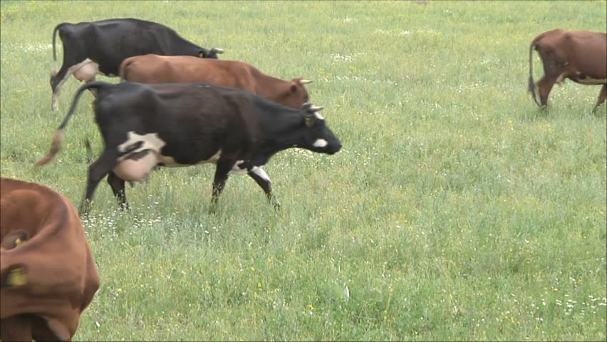 rearing cows Stock Footage Video (100% Royalty-free) 1190302 | Shutterstock