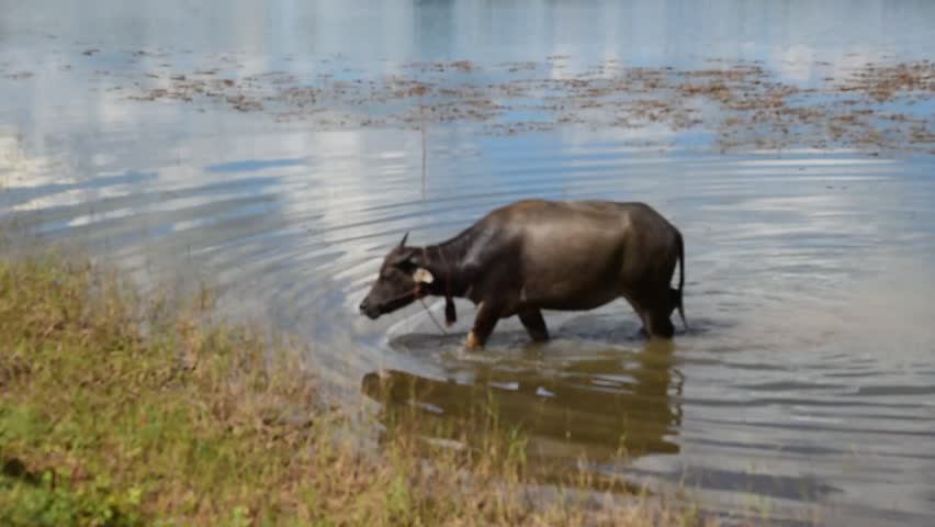 buffalo taking bath pond waterthailand Stock Footage Video (100% ...