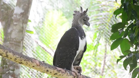 Magnificent Harpy Eagle National Bird Panama Stock Footage Video (100% ...