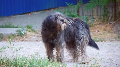 Angry Homeless Dog Barking Street Stock Footage Video (100% Royalty ...
