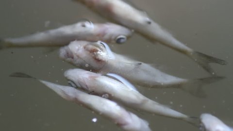 Corpse Fish Dead Fish On Surface Stock Footage Video (100% Royalty-free ...
