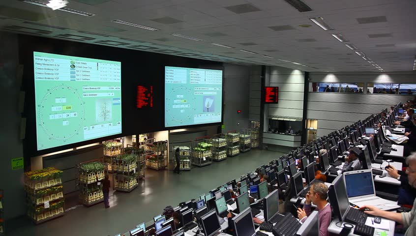 Begonia Room Stock Video Footage - 4K and HD Video Clips | Shutterstock