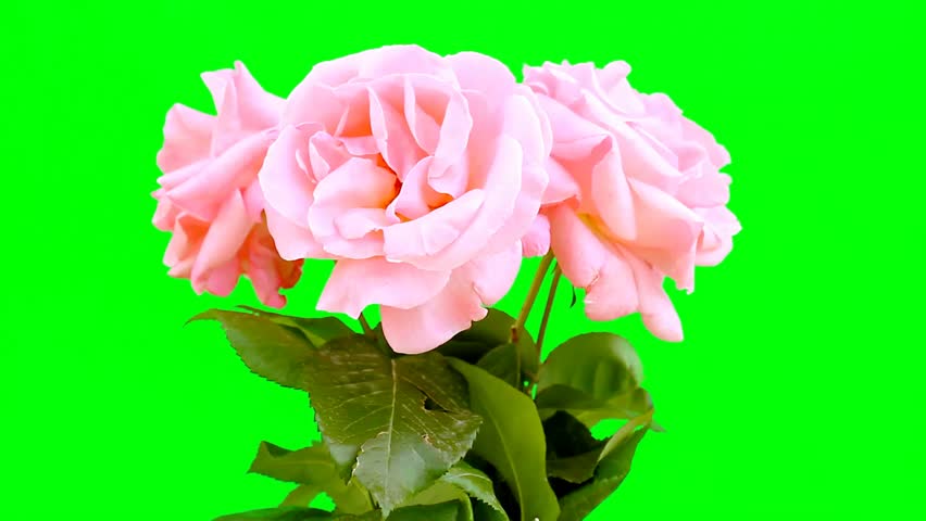 greenscreen rose fhd Stock Footage Video (100% Royalty-free) 1195423 ...