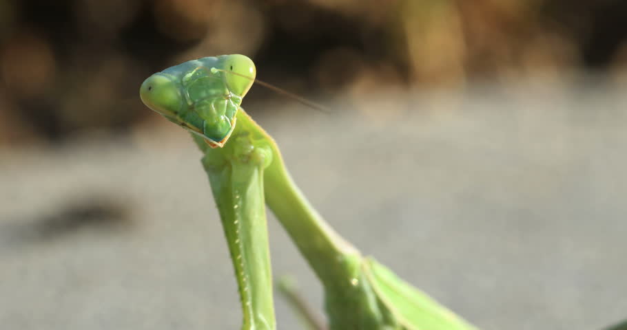 4k macro clip arizona mantis standing Stock Footage Video (100% Royalty ...