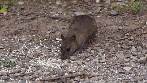 Lesser Mole Rat Nannospalax Leucodon Natural Stock Footage Video (100% ...