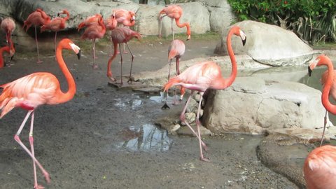 120 Poop real Stock Video Footage - 4K and HD Video Clips | Shutterstock