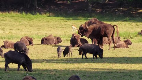 Wild boar poop Stock Video Footage - 4K and HD Video Clips | Shutterstock
