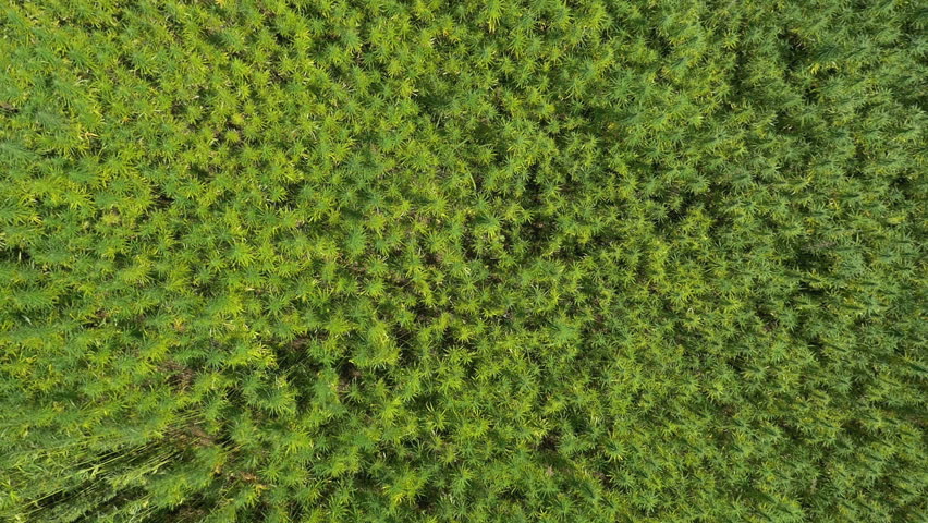 Aerial, Vertical - Marijuana Field Stock Footage Video (100% Royalty ...