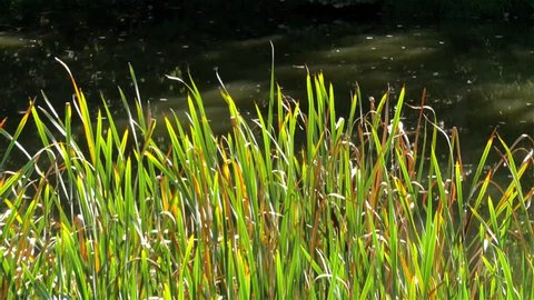 Beautiful Marsh Reed On Lake Coast Stock Footage Video (100% Royalty ...