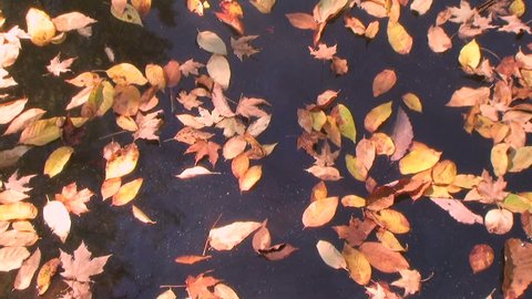 Drifting Leaves Time Lapse Stock Footage Video (100% Royalty-free ...