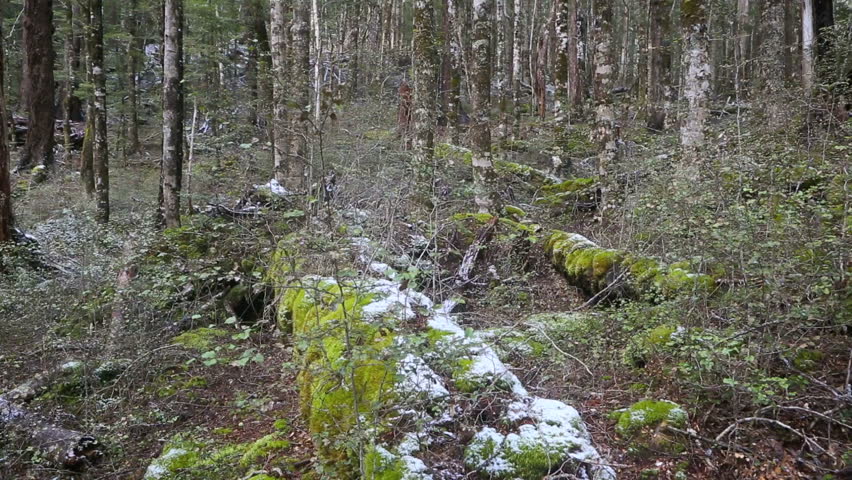 light snow covering forest floor nelson Stock Footage Video (100% ...