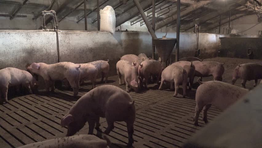 Pig On the Farm in Stock Footage Video (100% Royalty-free) 12006905 ...