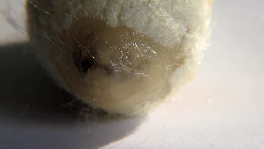 Silkworm Butterfly Leaving the Cocoon Stock Footage Video (100% Royalty ...