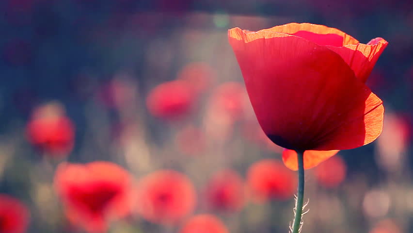 Incredibly Beautiful Poppy Flowers Full : Video de stock (totalmente ...