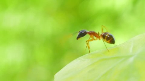 Detailed View Ants Legs Ant Head Stock Footage Video (100% Royalty-free ...