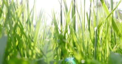 Low Angle Shot Grass Shot Moves Stock Footage Video (100% Royalty-free ...