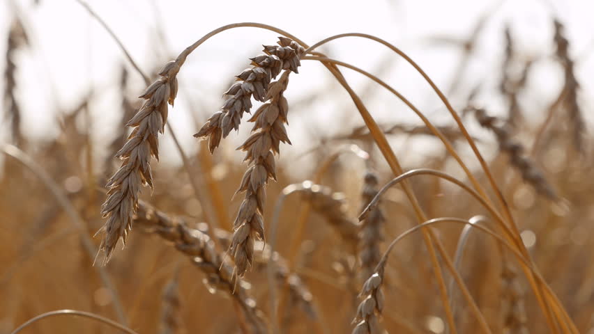 formidable insect armed thorns huge locust Stock Footage Video (100% ...
