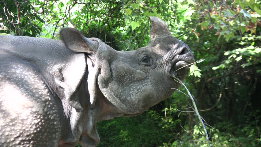 medium close rhino eating plant foliage Stock Footage Video (100% ...