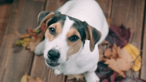 Dog Breed Jack Russell Sits Barking Stock Footage Video (100% Royalty ...