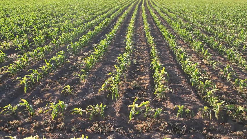 Newly Planted Corn Field Stock Footage Video (100% Royalty-free ...