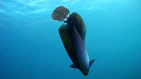 Fish Elongated Unicornfish Naso Lopezi Floating Stock Footage Video ...