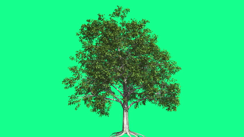 European Beech, Chromakey, Tree, Chroma Stock Footage Video (100% ...