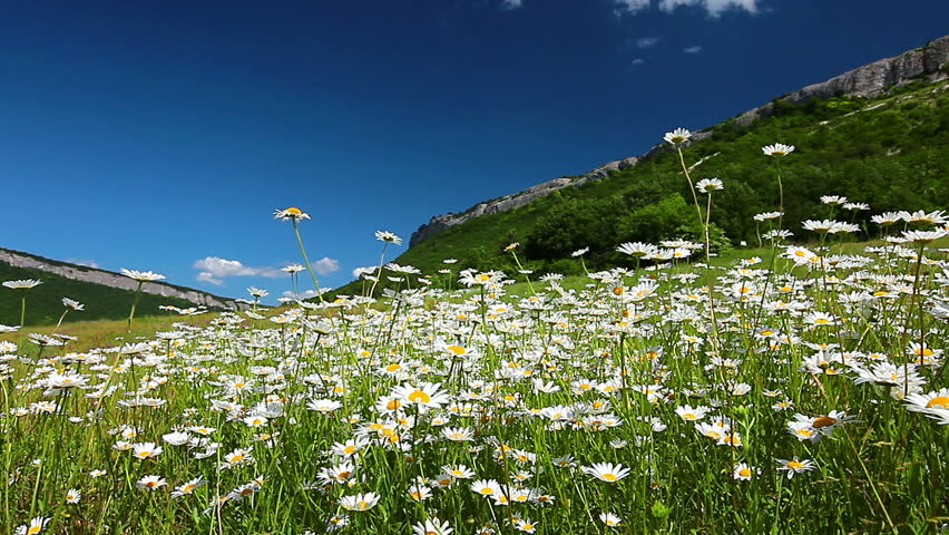 Summer Landscape - Closeup On Stock Footage Video (100% Royalty-free ...