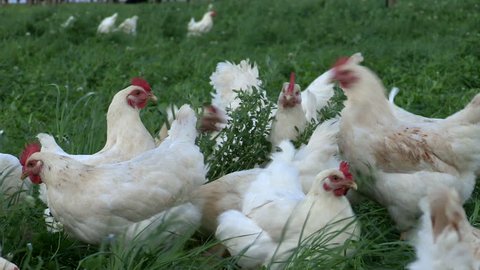 brooding hen covering chicks under her Stock Footage Video (100% ...
