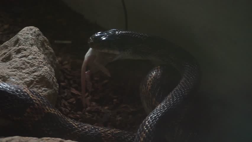 closeup rattlesnake eating mice 4k resolution Stock Footage Video (100% ...
