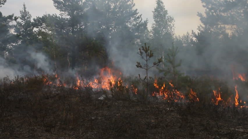 Wood Fire. Forest Ground Fire Stock Footage Video (100% Royalty-free ...