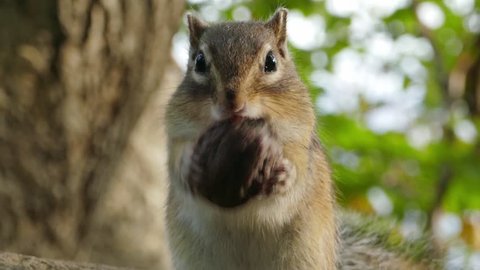 Siberian Chipmunk Eating Walnut Stock Footage Video (100% Royalty-free ...