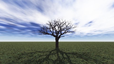 four seasons tree time lapse loop Stock Footage Video (100% Royalty ...