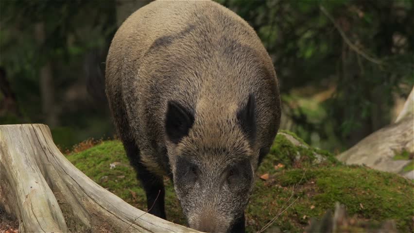 wild boar german forest Stock Footage Video (100% Royalty-free ...