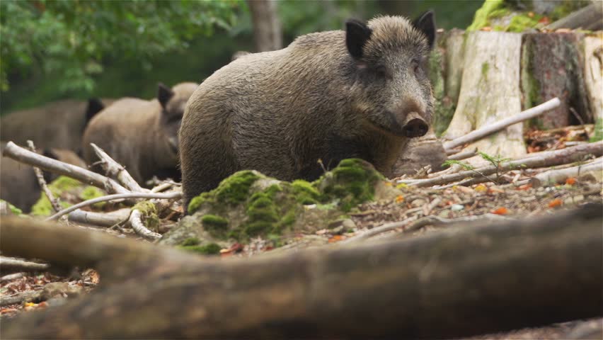 wild boar german forest Stock Footage Video (100% Royalty-free ...