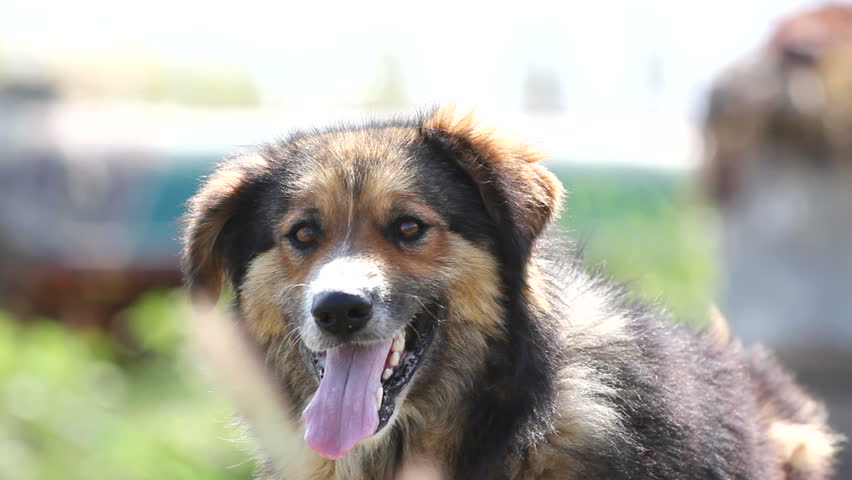 Portrait of Furious Dog Barking Stock Footage Video (100% Royalty-free ...