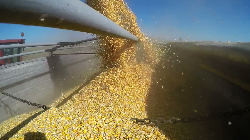 Loading Corn Grain in Slow Stock Footage Video (100% Royalty-free ...