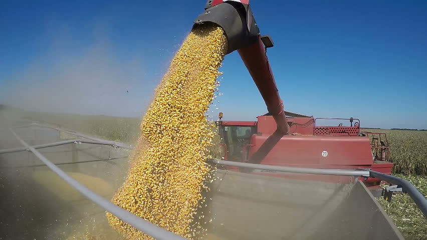 Combine Harvesting Corn and Unloading Stock Footage Video (100% Royalty ...