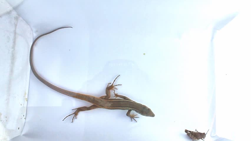 Lizard Catches an Insect Stock Footage Video (100% Royalty-free ...