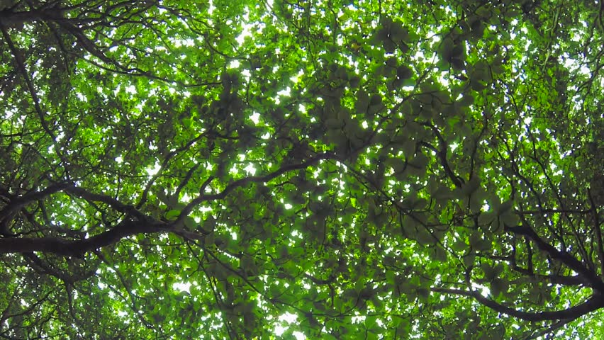 overhead tree canopy wai'anapanapa state park Stock Footage Video (100% ...