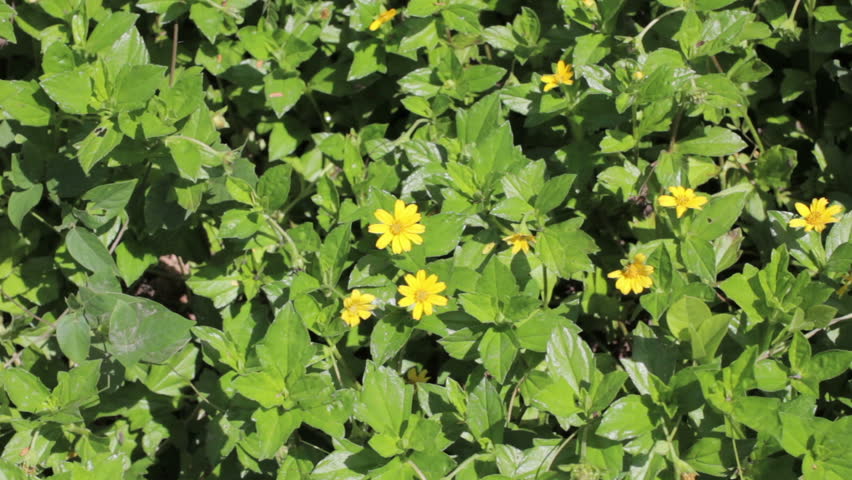 climbing wedelia creeping daisy singapore trilobata Stock Footage Video ...