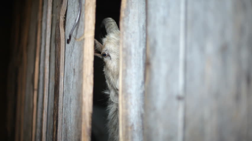 goat poking head out behind door Stock Footage Video (100% Royalty-free ...