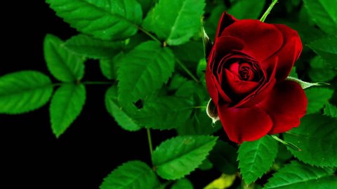 Blooming Red Roses On Black Background Stock Footage Video (100% ...