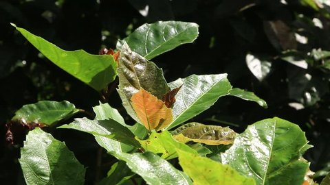 Leaves Make Food By Photosynthesis Process Stock Footage Video (100% ...