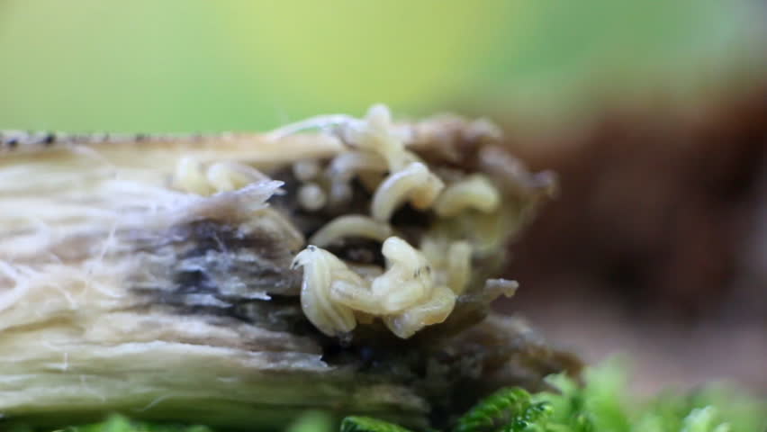 Worms - pattern decomposition a La Charles Baudelaire. Symbol of death ...