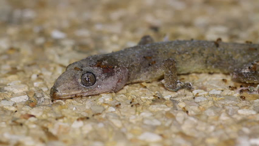 ants eat dead gecko Stock Footage Video (100% Royalty-free) 12348512 ...