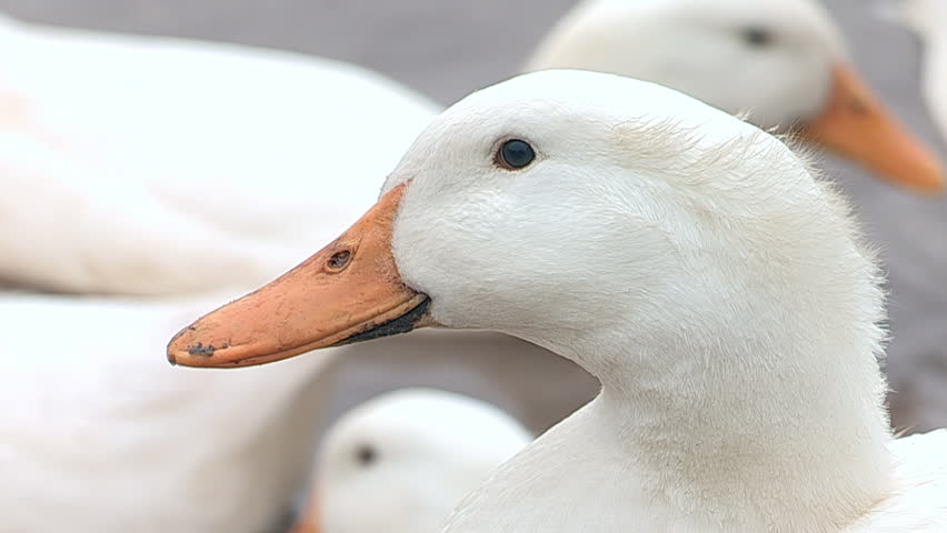 Close Ducks Face Who Opens Beak Stock Footage Video (100% Royalty-free ...